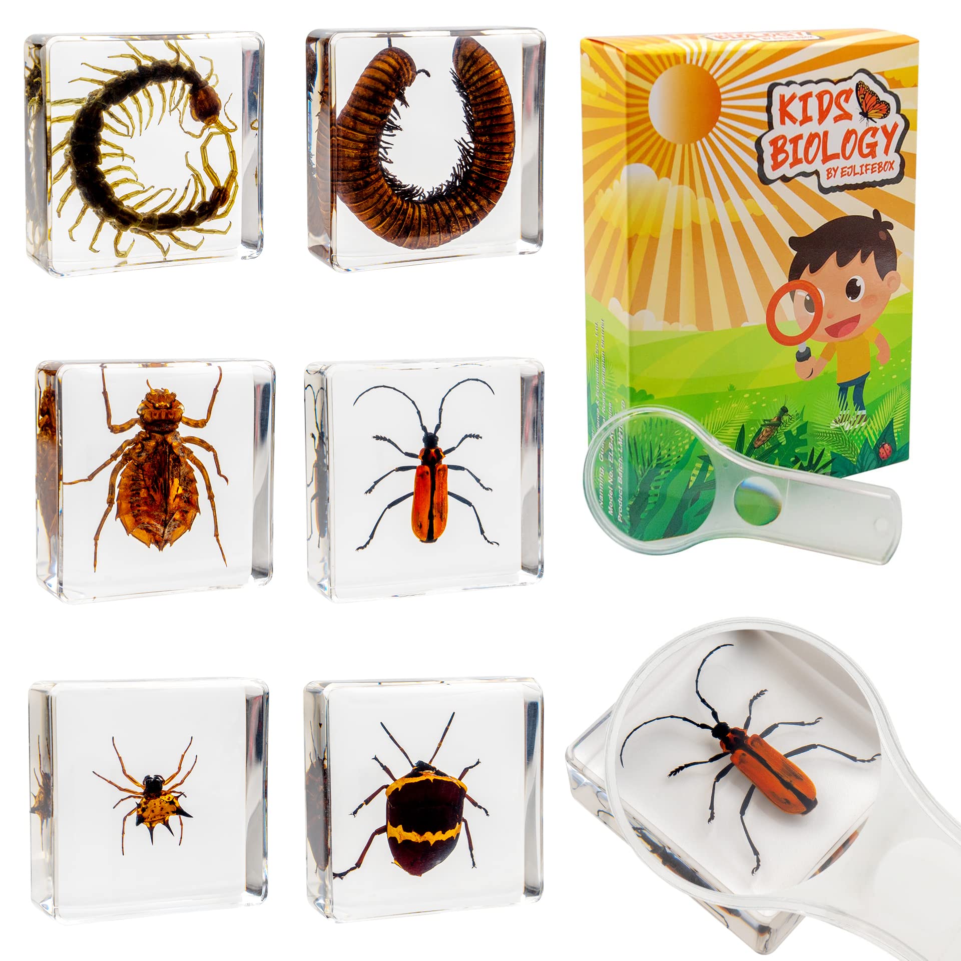 Insect Specimen Set, Bugs Collection Scientific Education Gift For Kid ...