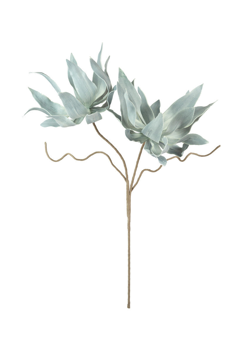 Botanica #2547 – Toytooth