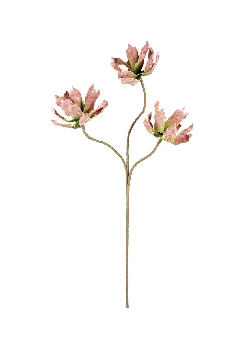 Botanica #2559 – Toytooth